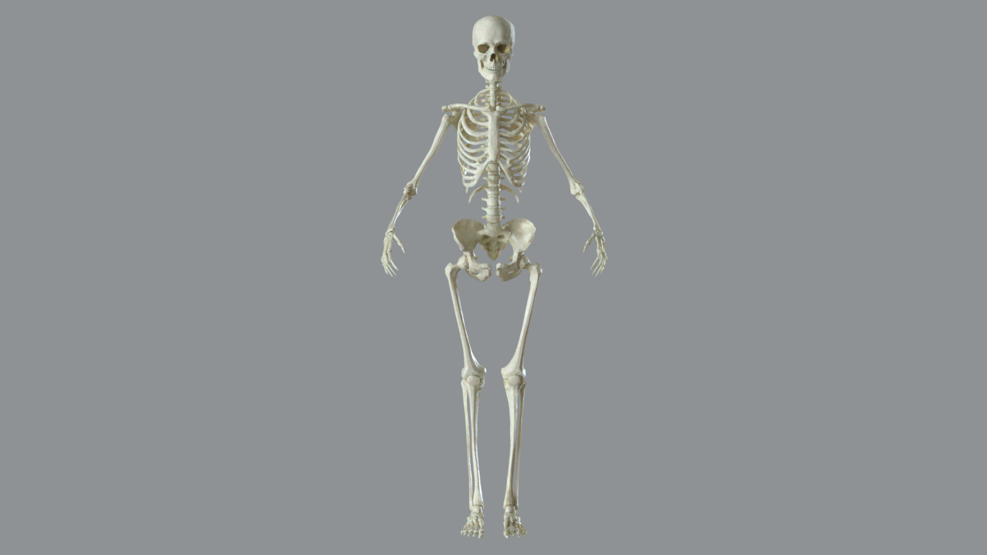 Human Skeleton Rigged 3D 3D Model - TurboSquid 2426398