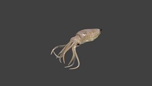 Cuttlefish 3D Models for Download | TurboSquid