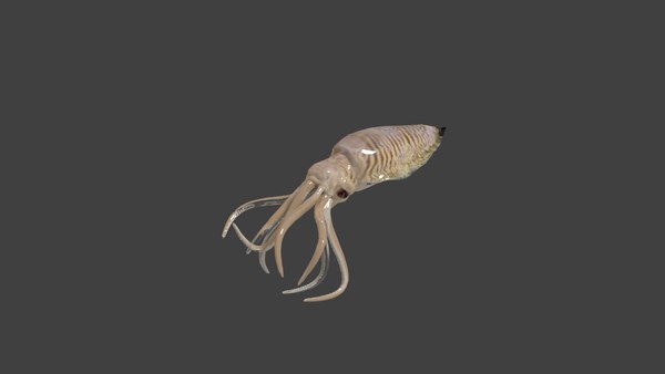 Cuttlefish 3D Models for Download | TurboSquid