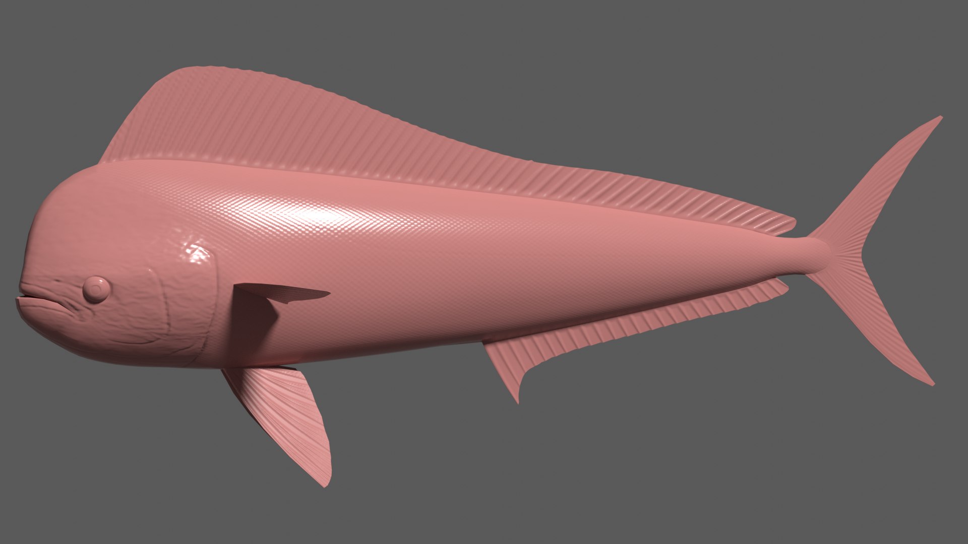 3d Common Dolphinfish Model