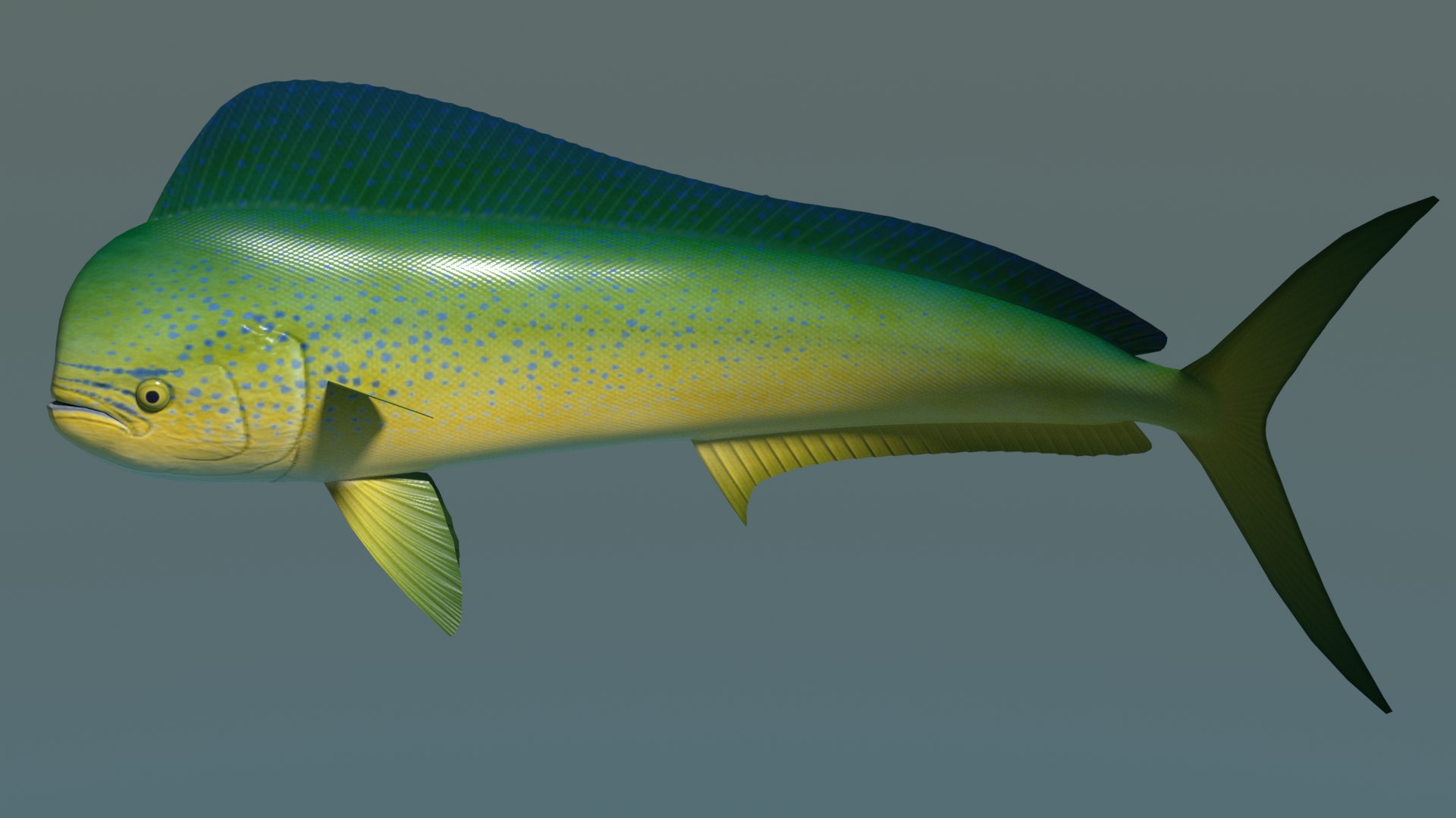 3d Common Dolphinfish Model