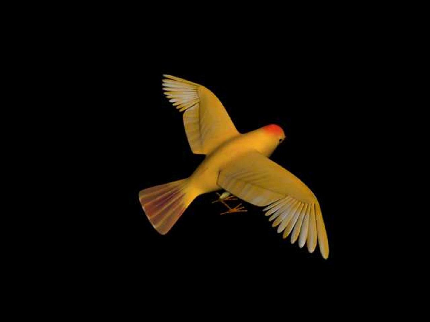Bird Animation 3d Model