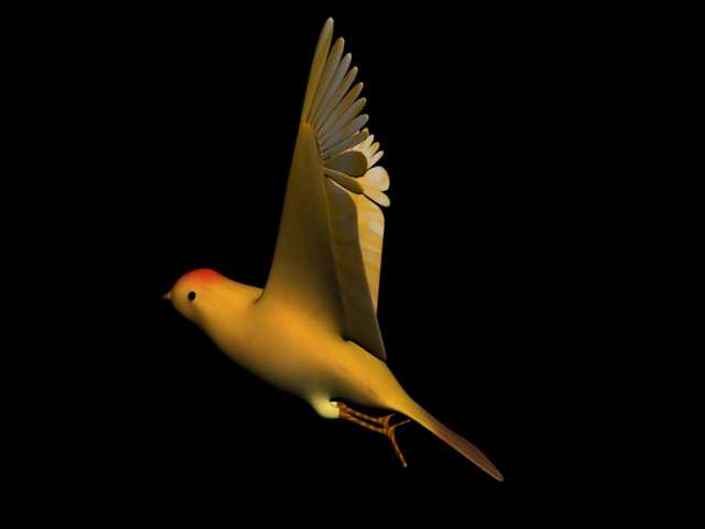 Bird Animation 3d Model