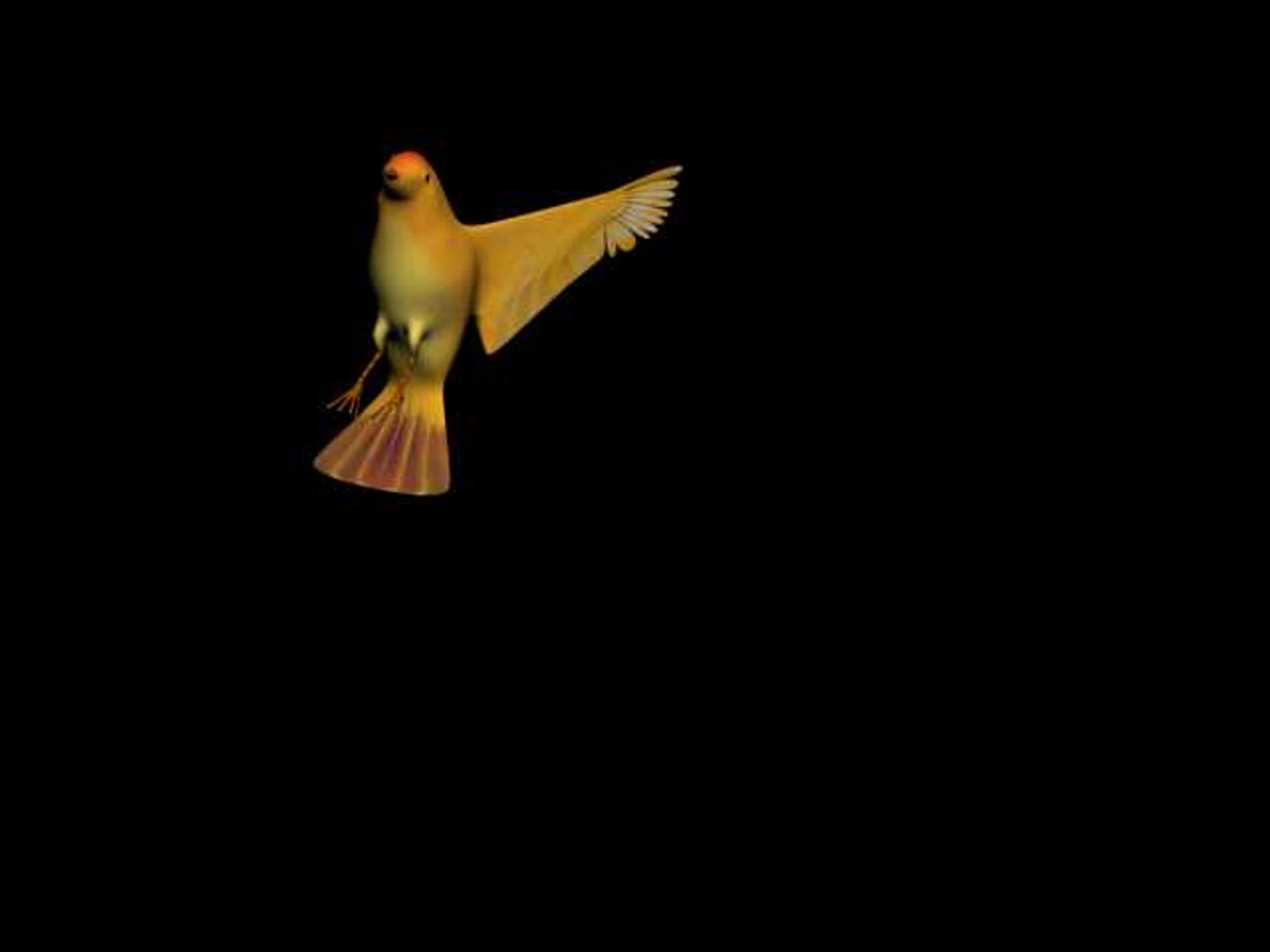 Bird Animation 3d Model