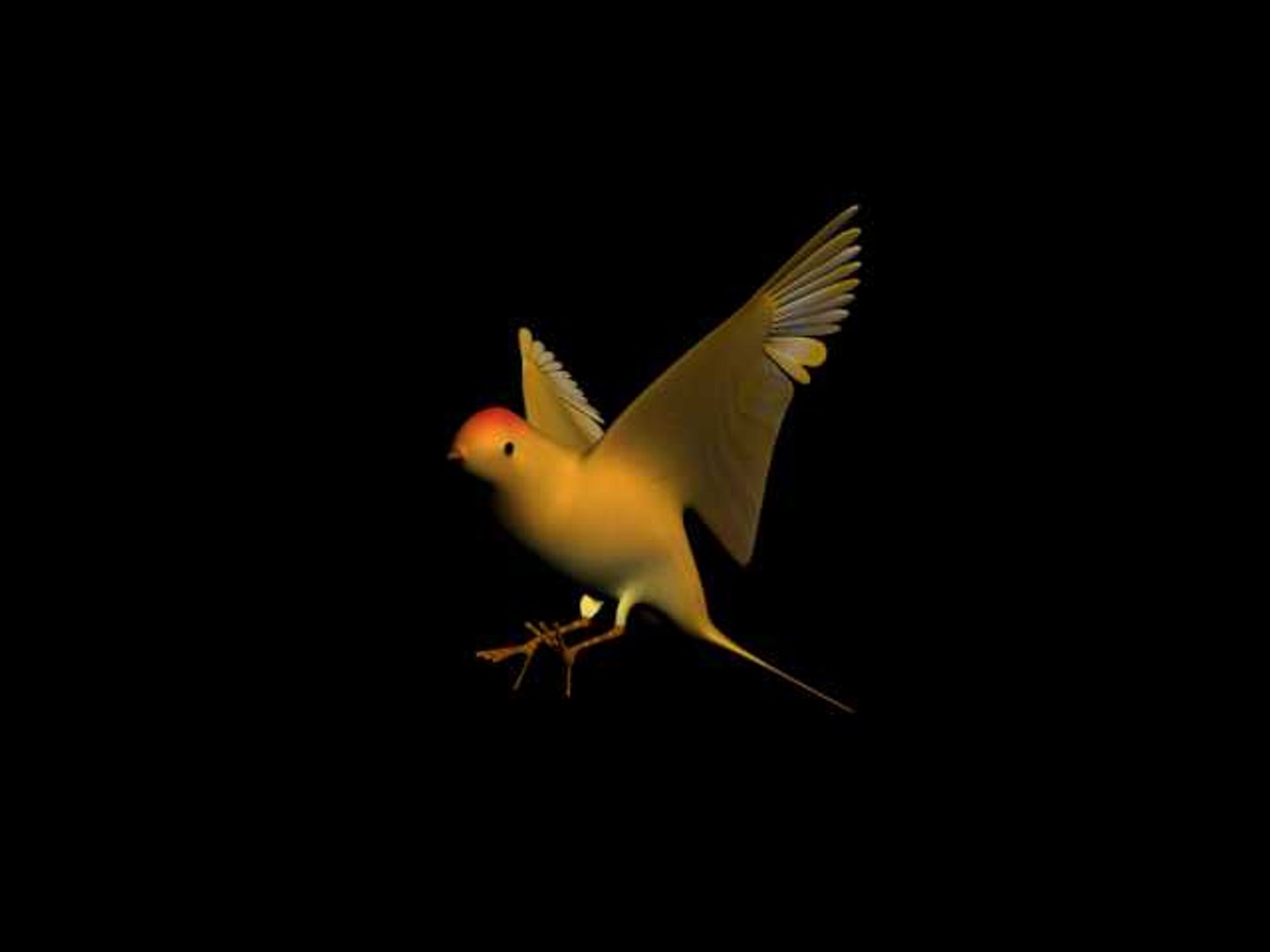 Bird Animation 3d Model