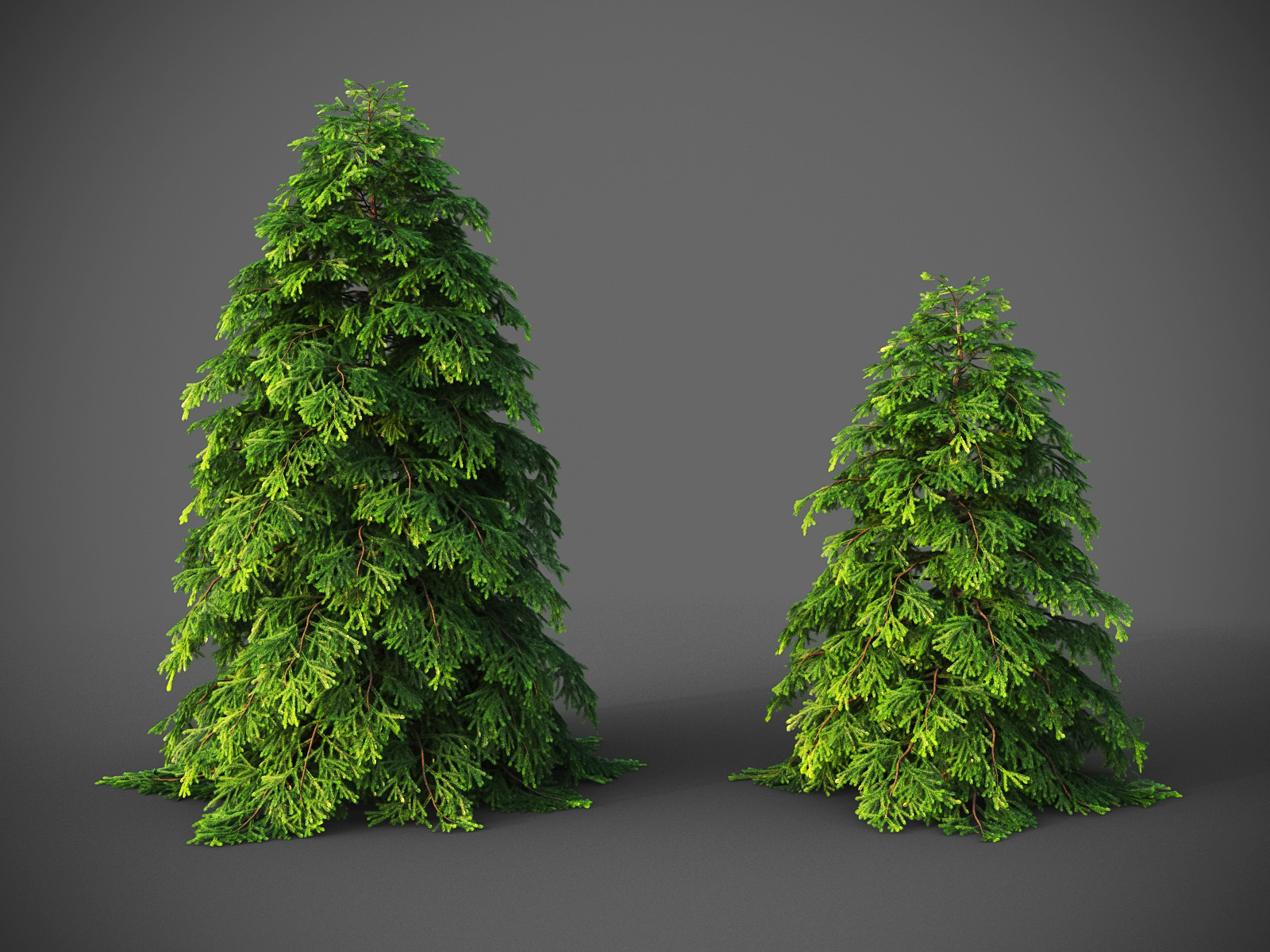 XfrogPlants Cykuta Wschodnia - Tsuga Canadensisden Model 3D ...