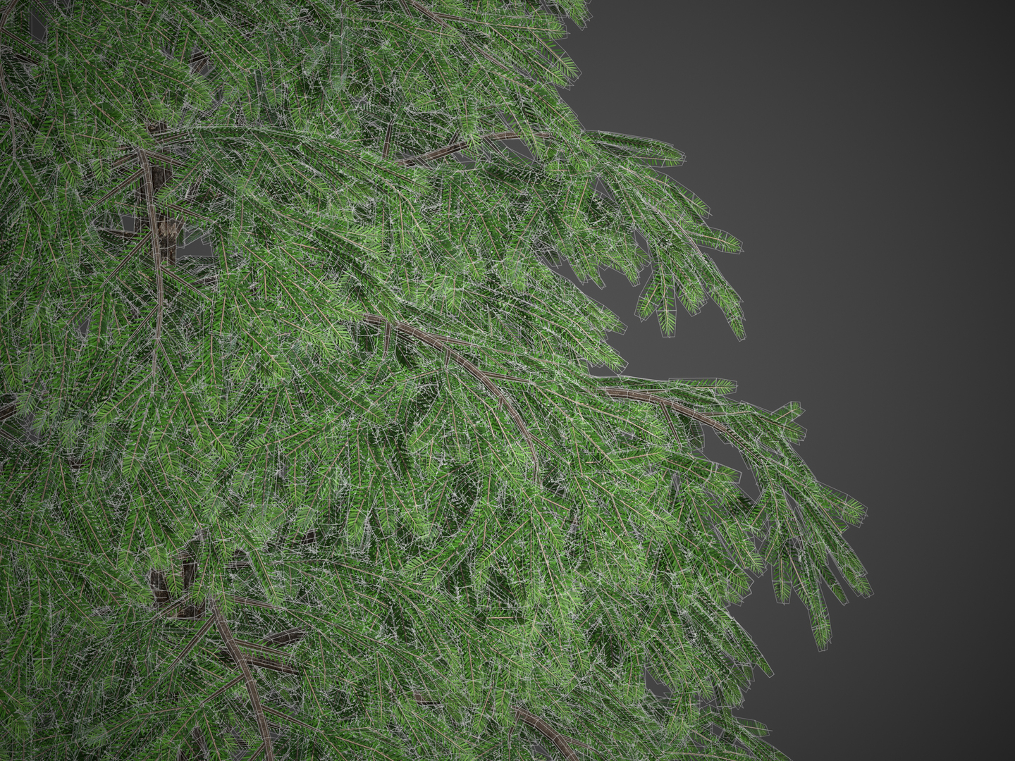 XfrogPlants Cykuta Wschodnia - Tsuga Canadensisden Model 3D ...