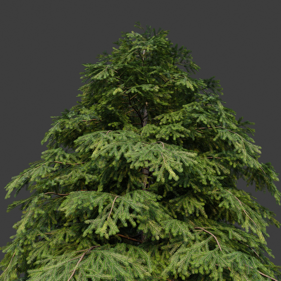 XfrogPlants Cykuta Wschodnia - Tsuga Canadensisden Model 3D ...