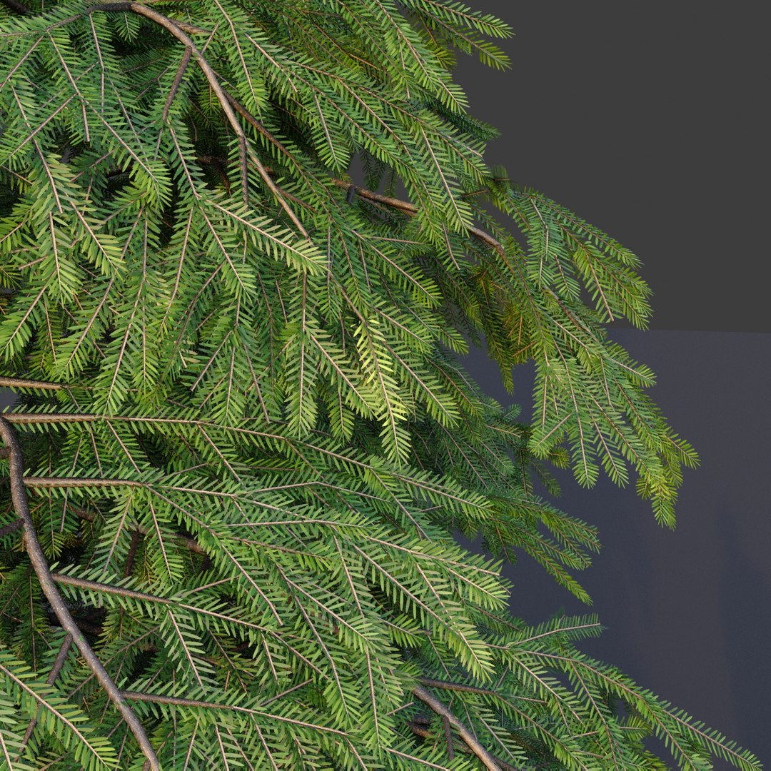 3D XfrogPlants Eastern Hemlock - Tsuga Canadensis Model - TurboSquid 1741643