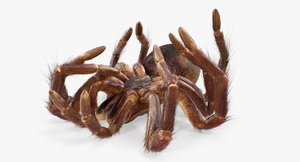 modelo 3d Goliath Birdeater Pose muerto con piel - TurboSquid 1257268