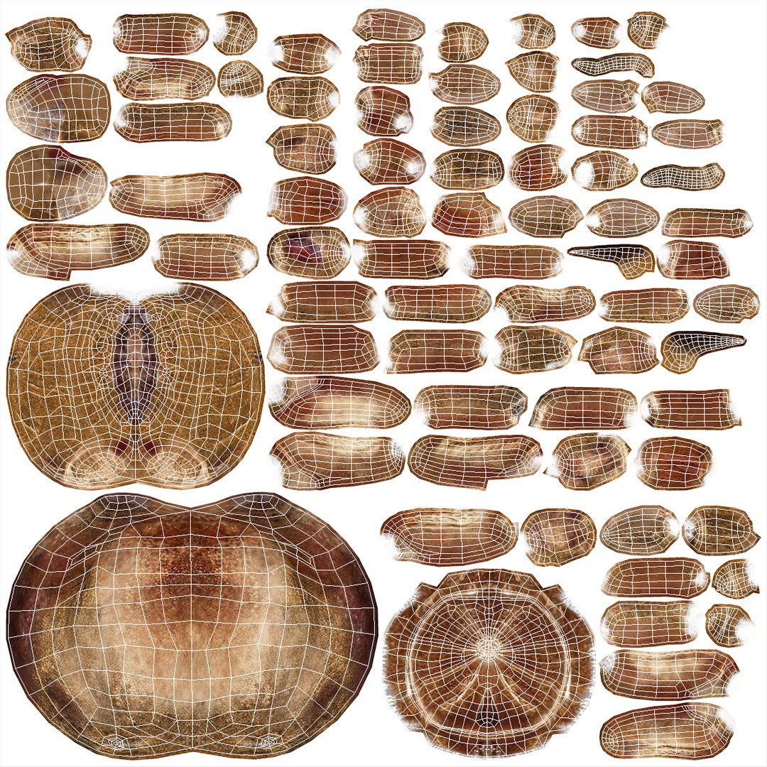 Goliath Birdeater Dead Pose 3D Model - TurboSquid 1257268