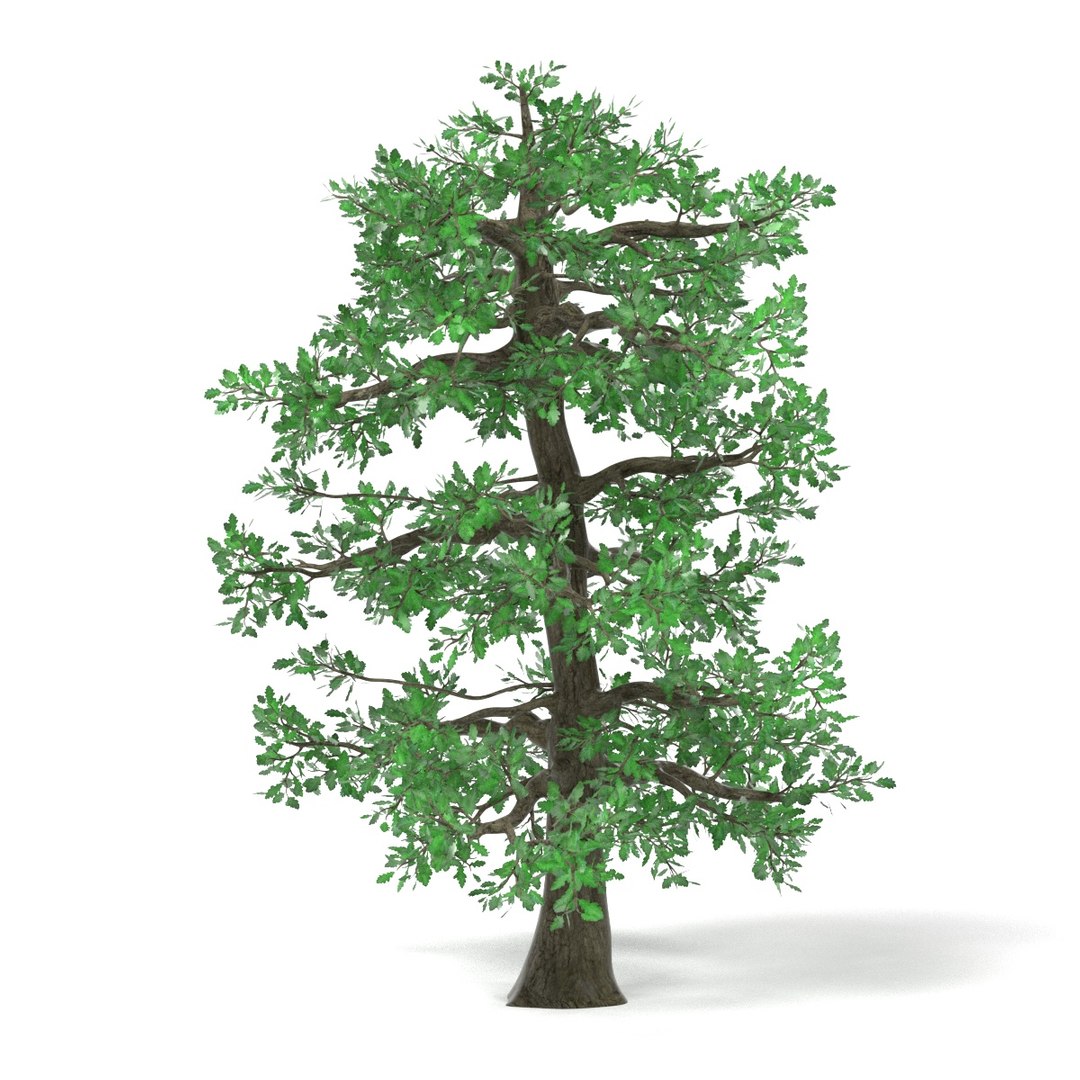 3d Model Big Oak Tree
