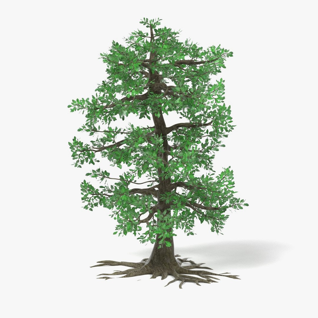 3d Model Big Oak Tree