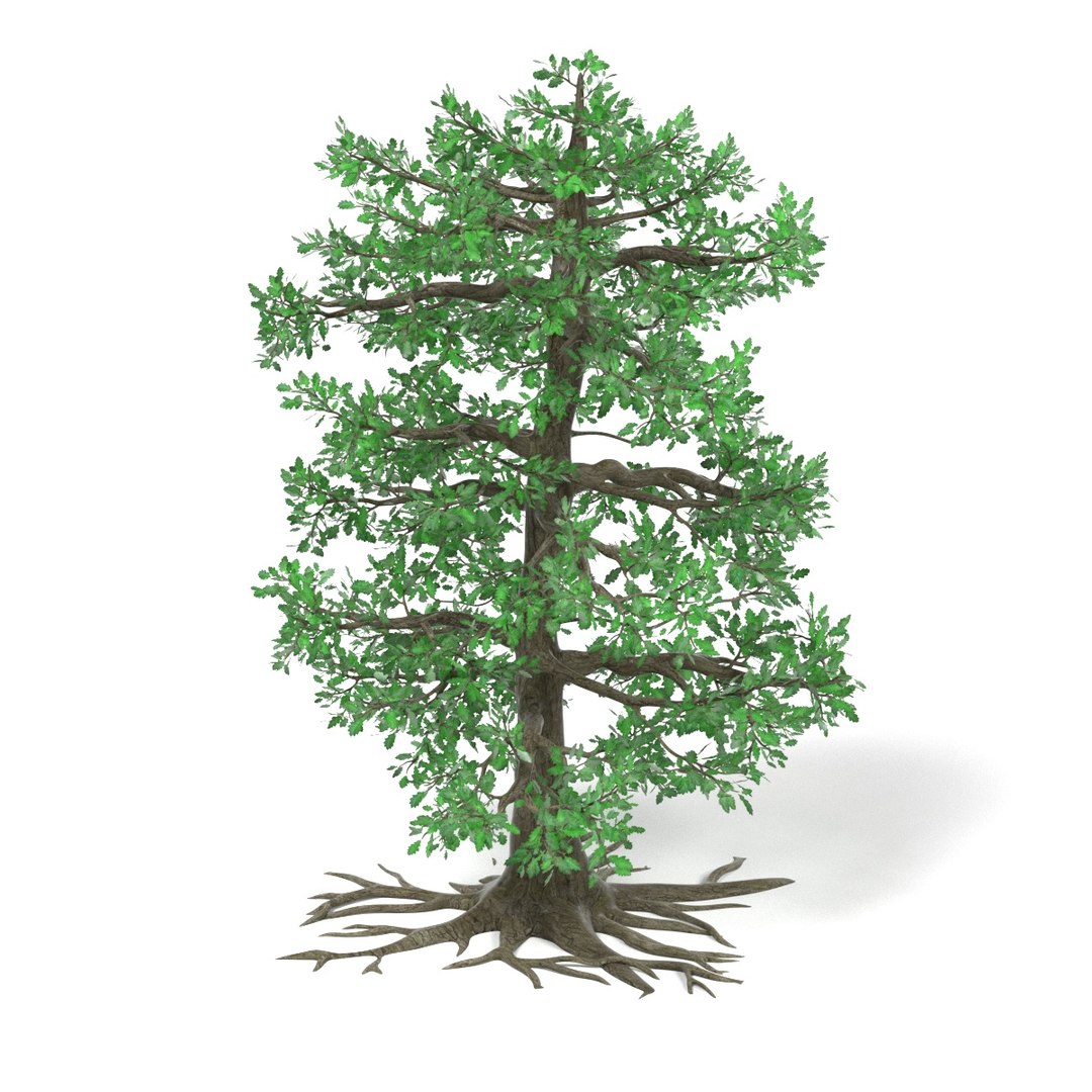3d Model Big Oak Tree