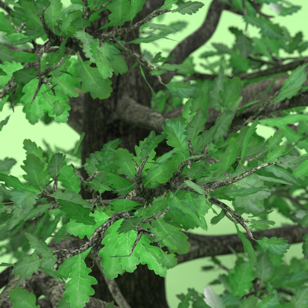 3d Model Big Oak Tree