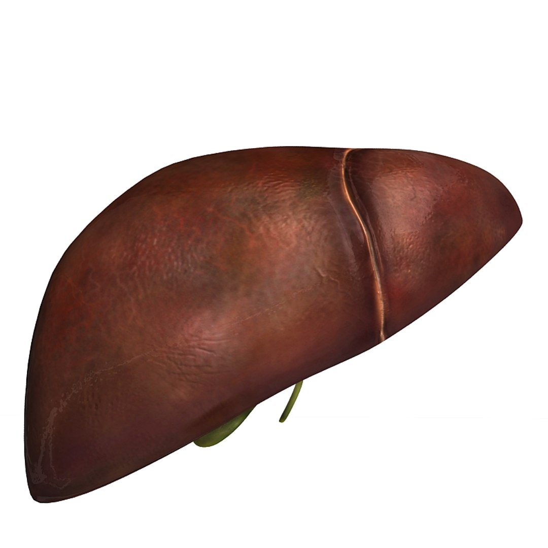 Liver Torso 3d 3ds