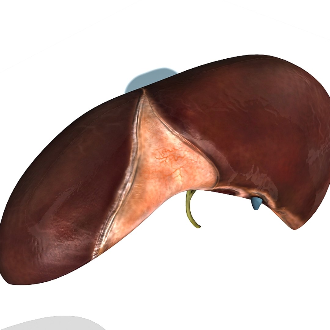 Liver Torso 3d 3ds