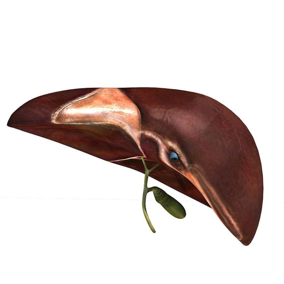 Liver Torso 3d 3ds