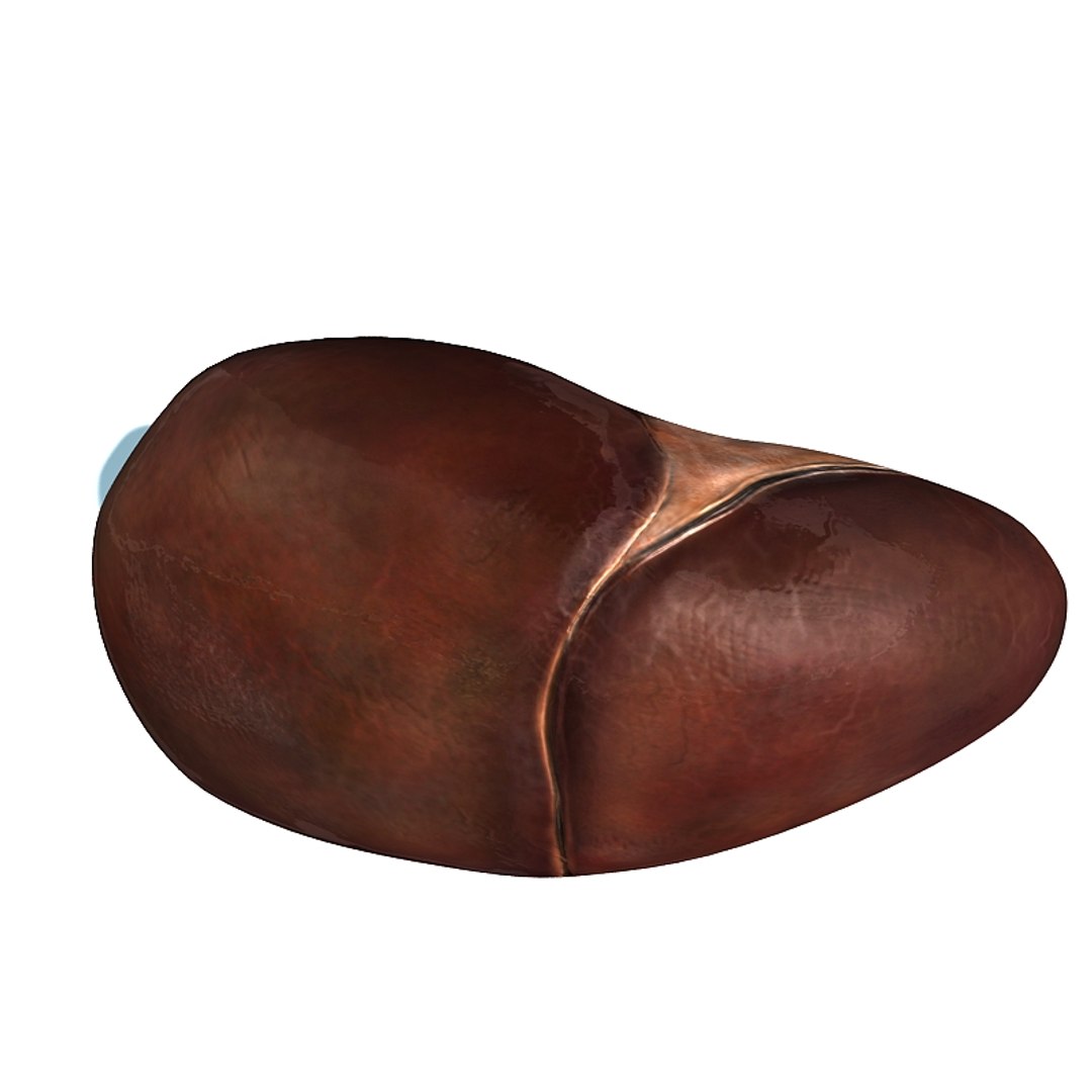 Liver Torso 3d 3ds