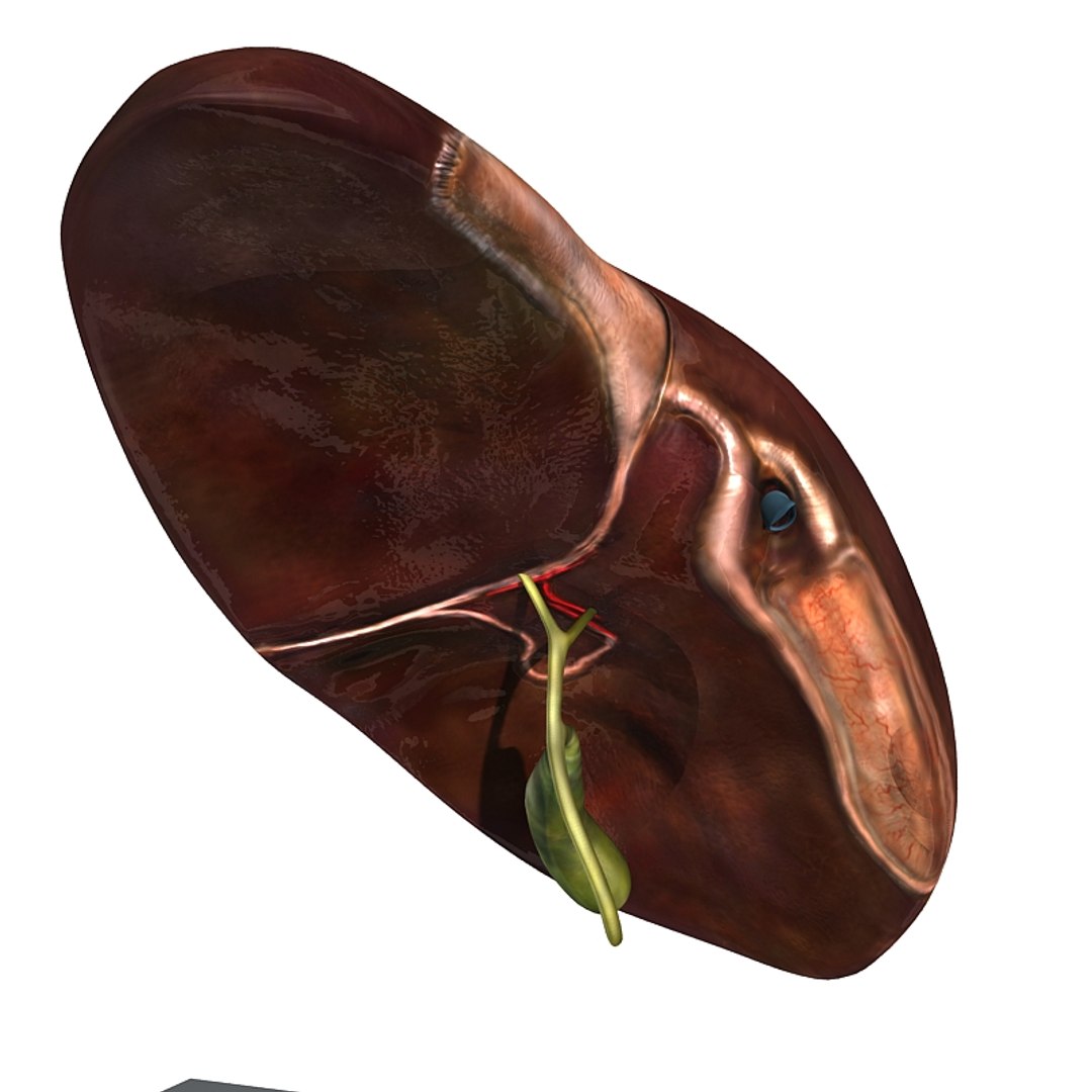 Liver Torso 3d 3ds