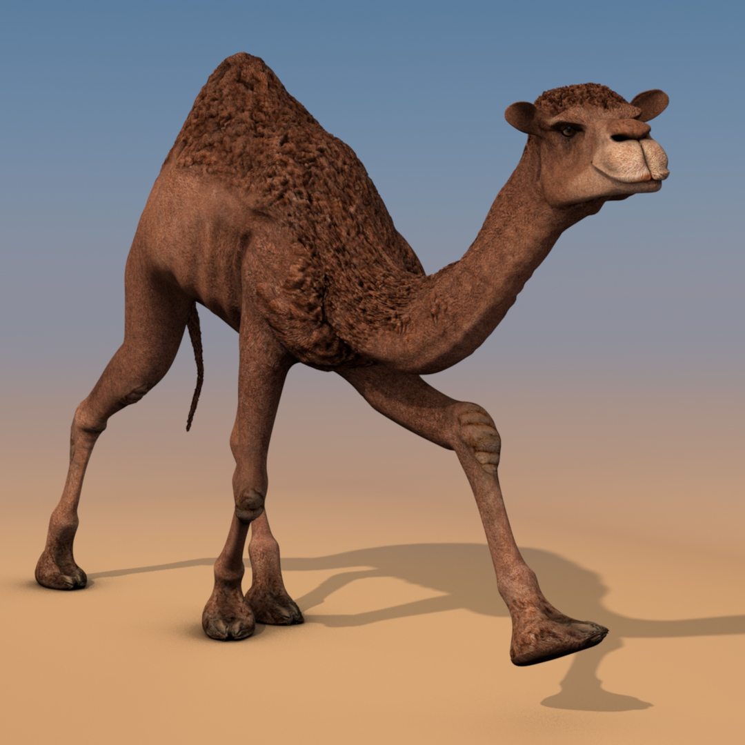 Animating Camel 3D Model - TurboSquid 1268713