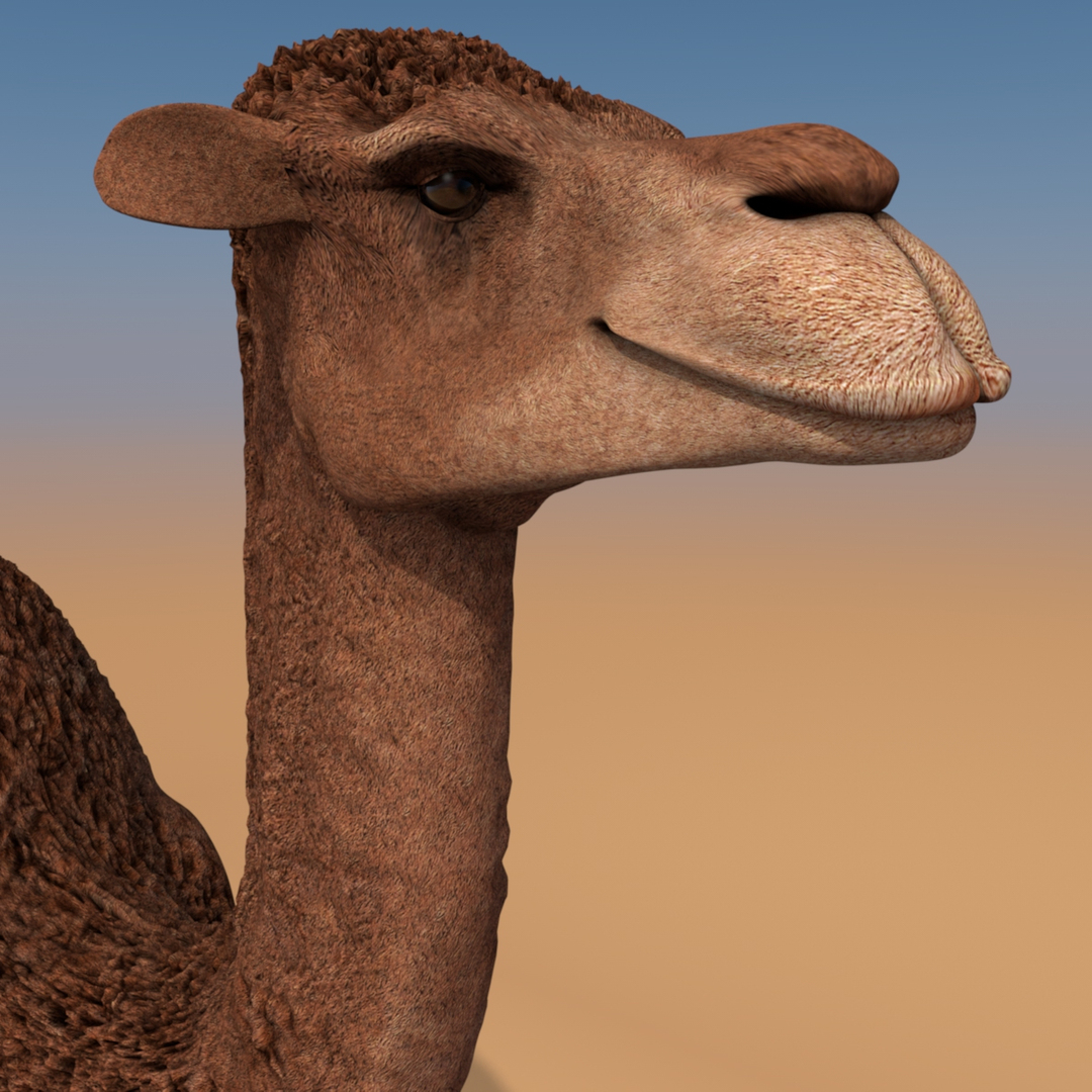 Animating Camel 3D Model - TurboSquid 1268713