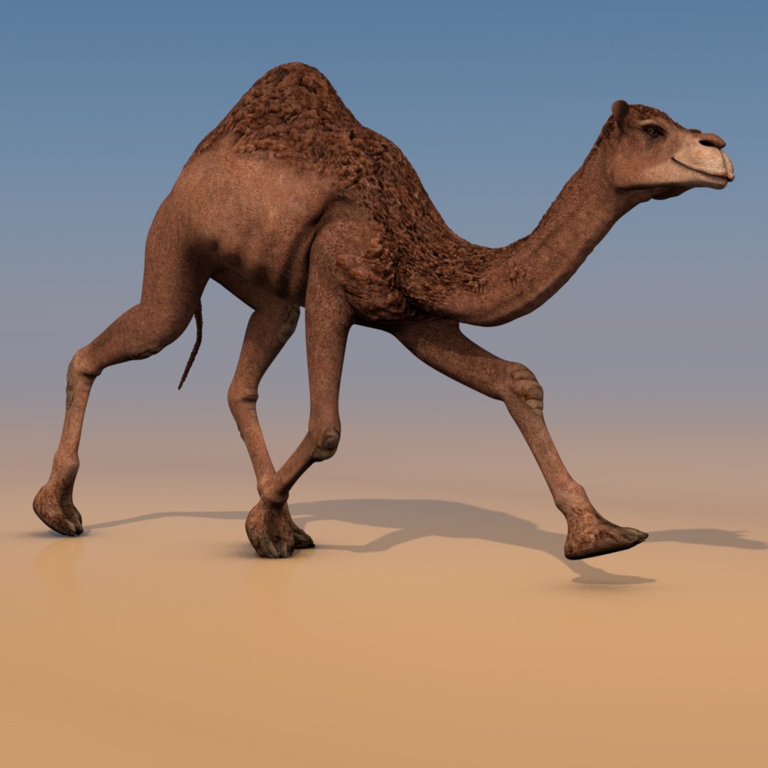 Animating Camel 3D Model - TurboSquid 1268713