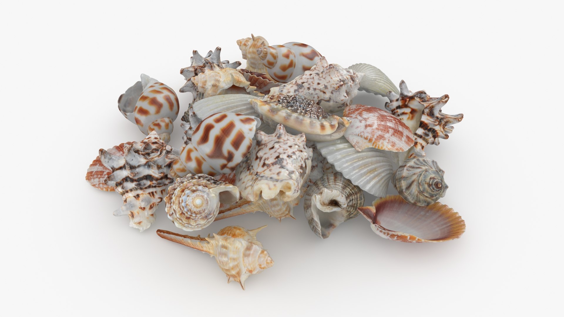 Seashell Pile V1 Collection Model - TurboSquid 2261783