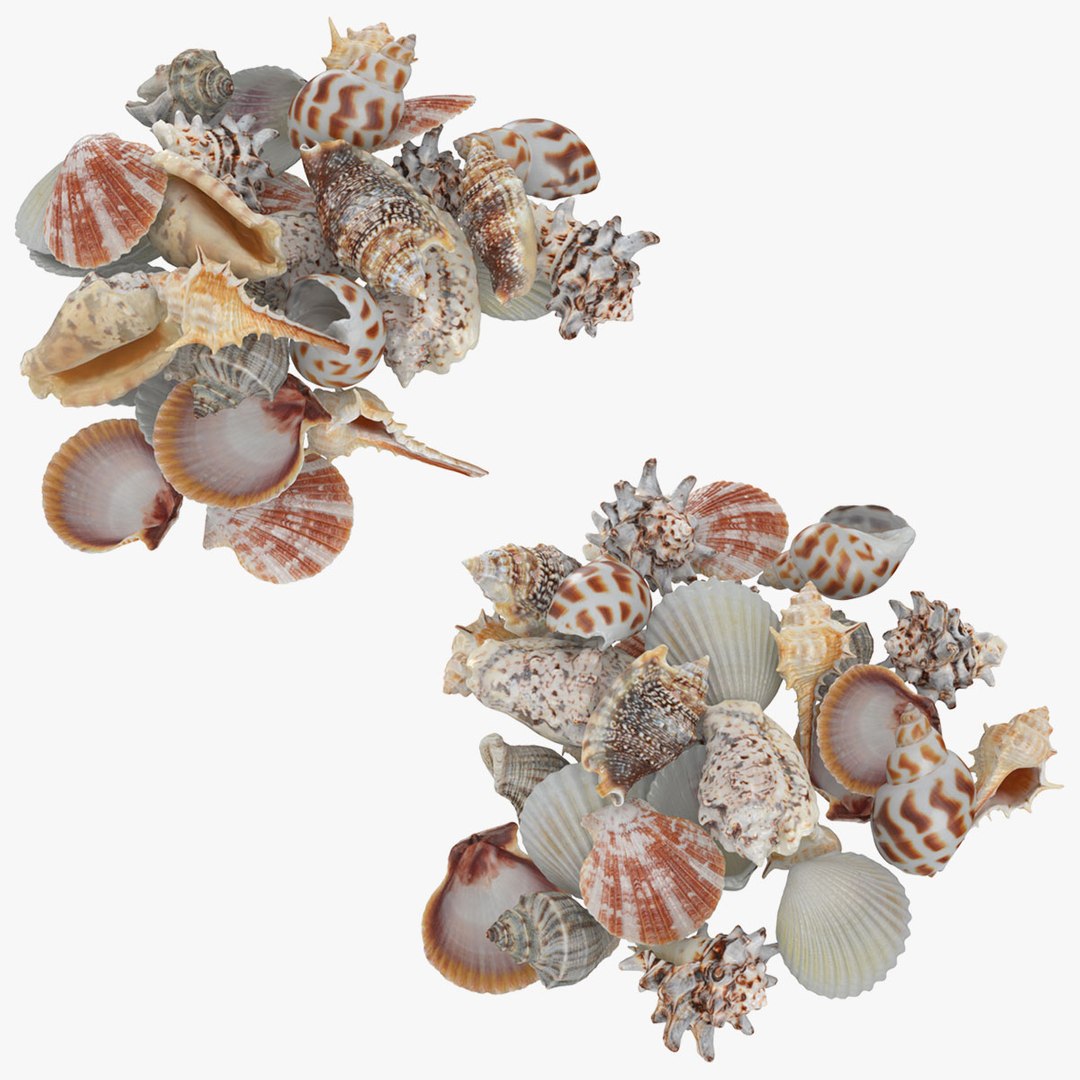 Seashell Pile V1 Collection Model - TurboSquid 2261783