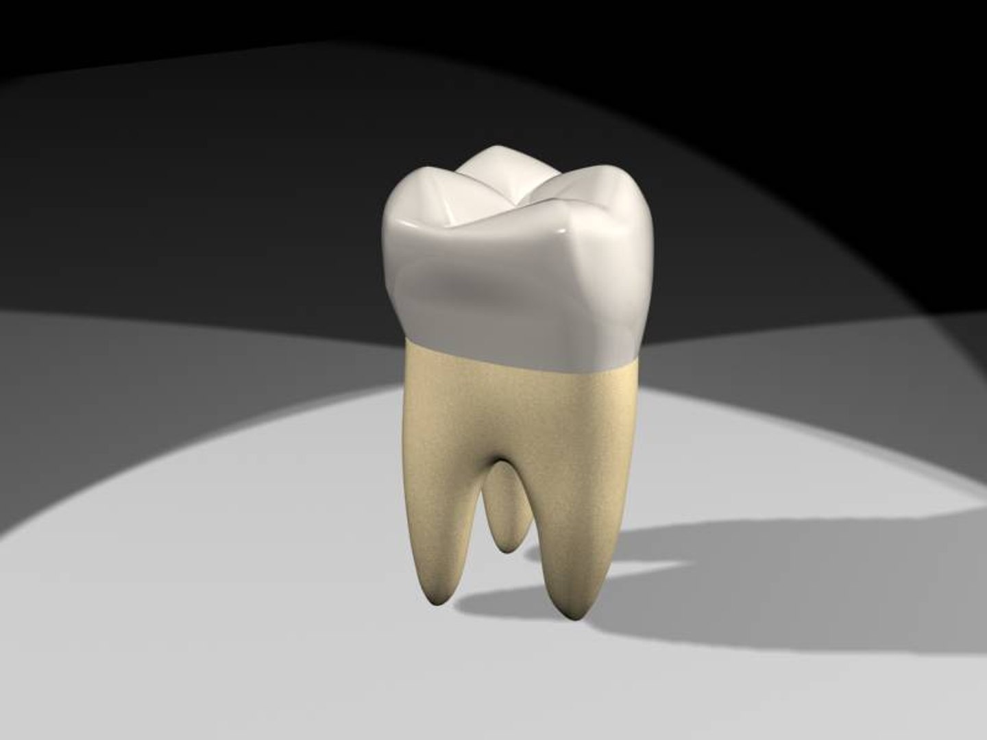 3d Model Maxillary Molar Tooth Teeth