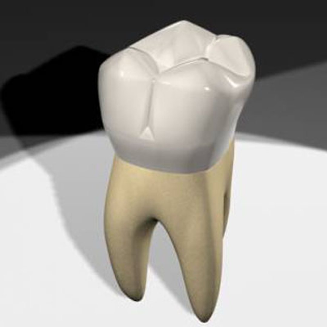3d Model Maxillary Molar Tooth Teeth