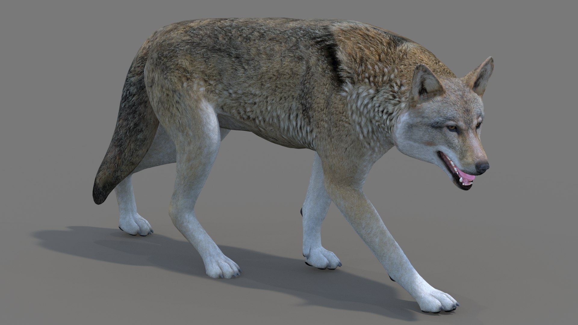 Wolf Rigged Red 3D Model - TurboSquid 1641549