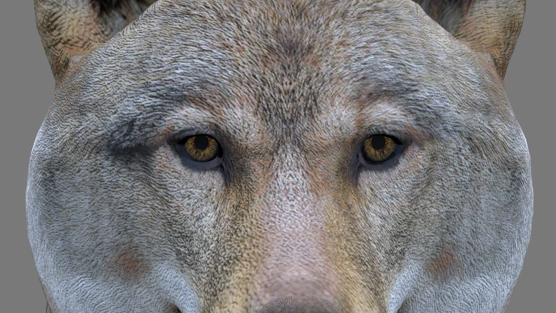 Wolf Rigged Red 3D Model - TurboSquid 1641549