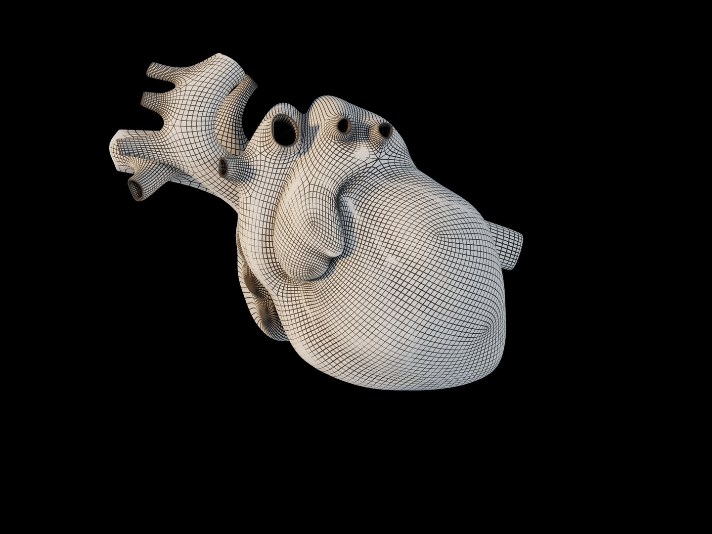 Human Heart Anatomical Model 3D Model - TurboSquid 2389336