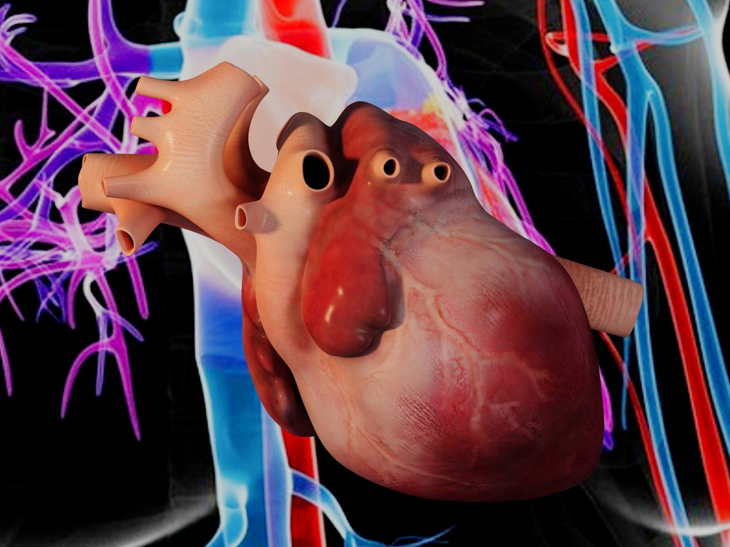Human Heart Anatomical Model 3D Model - TurboSquid 2389336