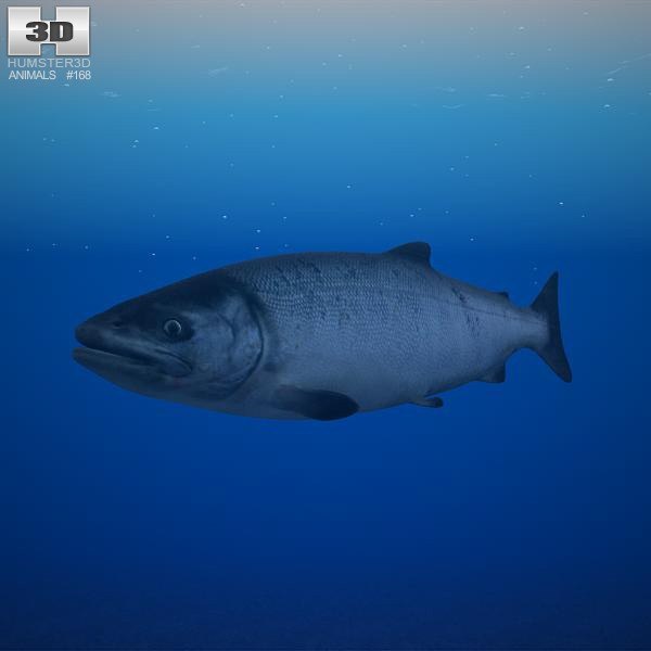 atlantic salmon 3d model