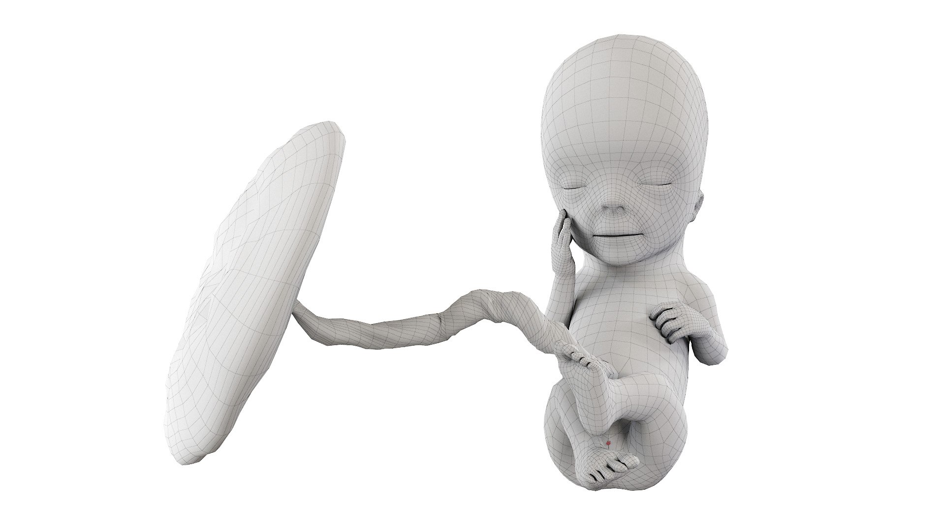 Fetus Anatomy Week 12 Animated 3D Model - TurboSquid 1815133