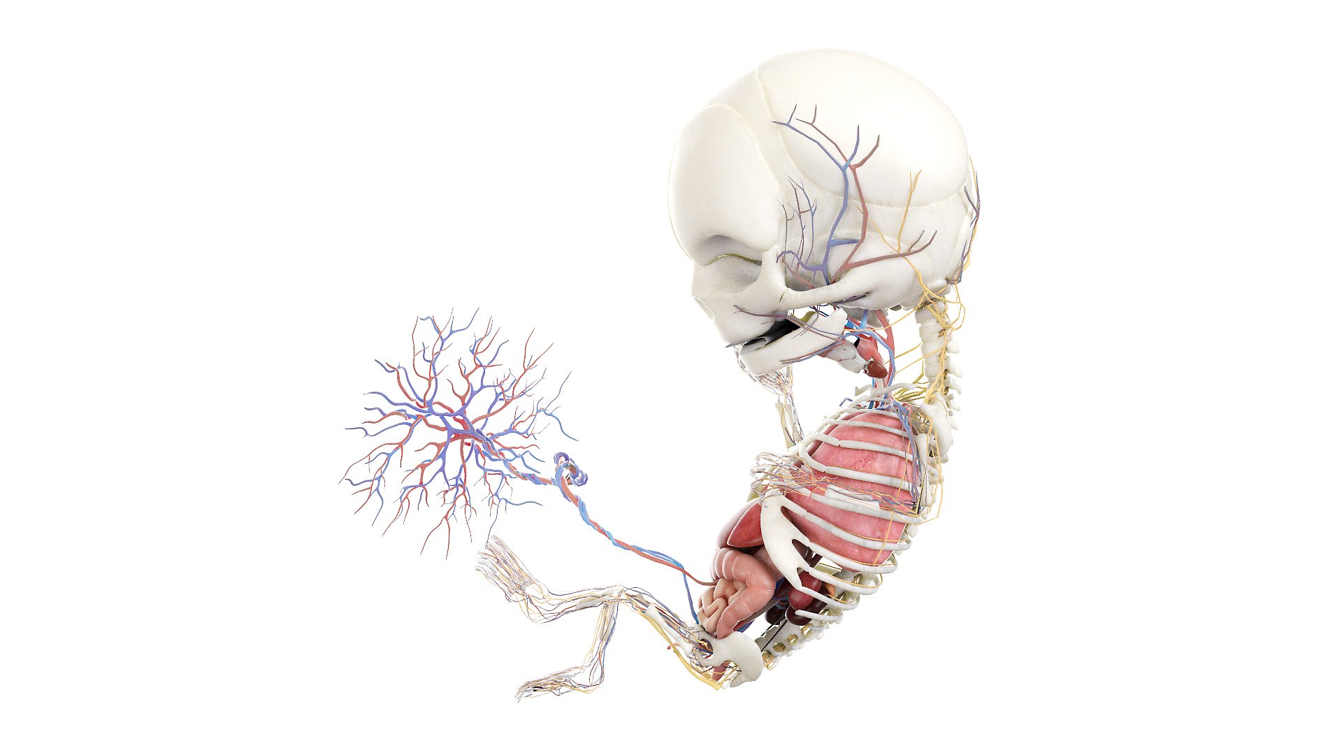Fetus Anatomy Week 12 Animated 3D Model - TurboSquid 1815133