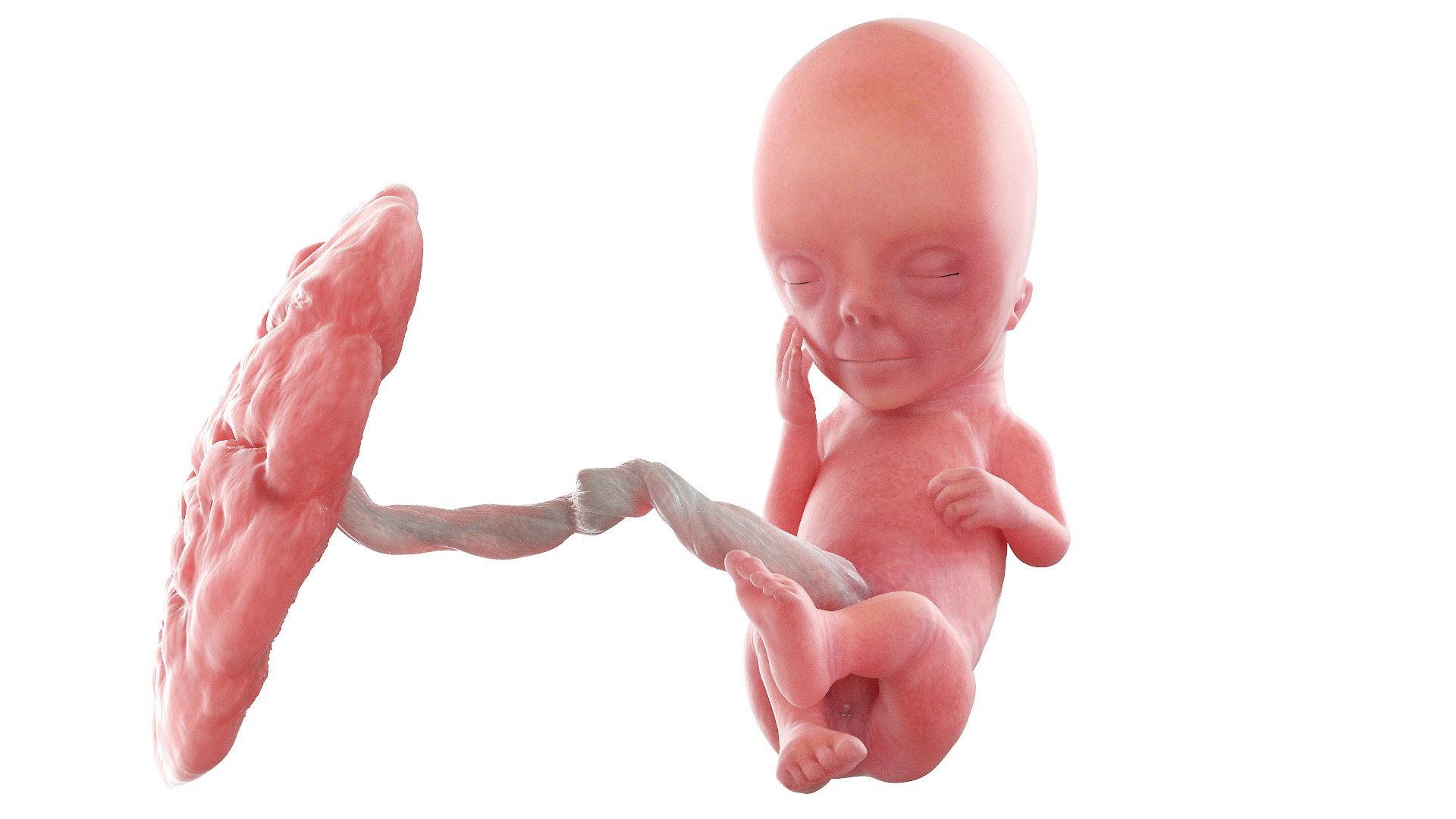 Fetus Anatomy Week 12 Animated 3D Model - TurboSquid 1815133