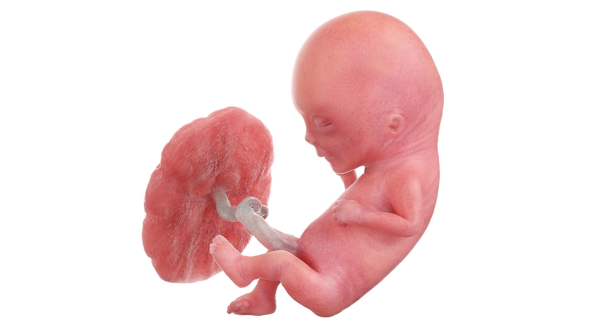 Fetus Anatomy Week 12 Animated 3D Model - TurboSquid 1815133