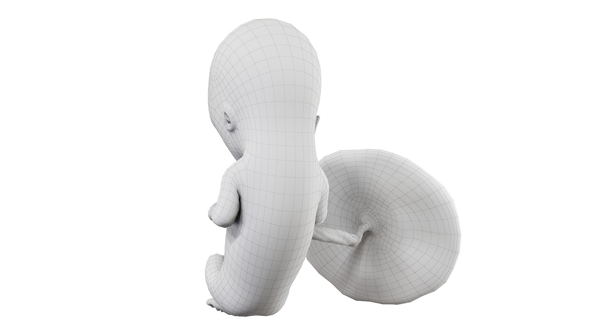 Fetus Anatomy Week 12 Animated 3D Model - TurboSquid 1815133