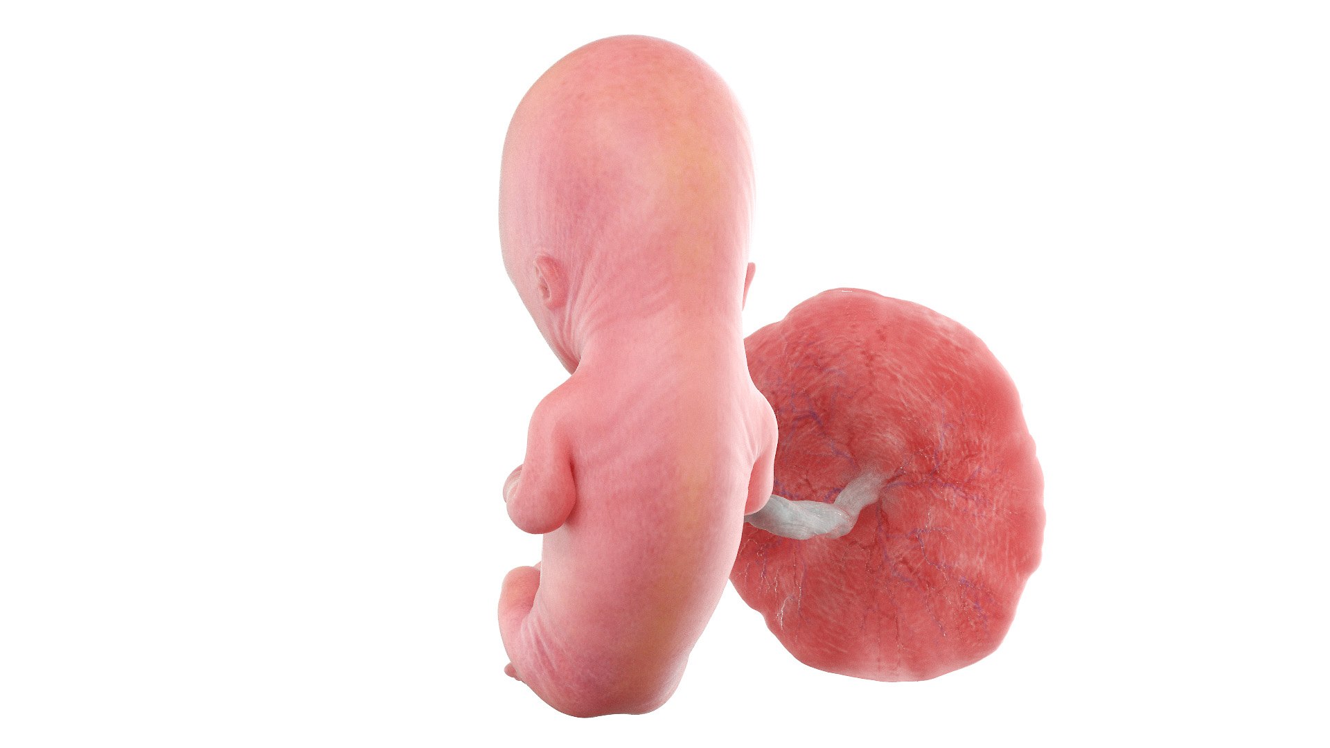 Fetus Anatomy Week 12 Animated 3D Model - TurboSquid 1815133