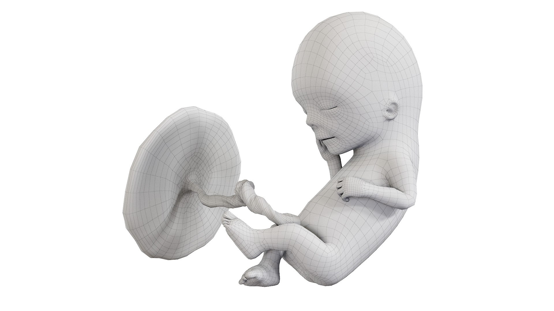 Fetus Anatomy Week 12 Animated 3D Model - TurboSquid 1815133