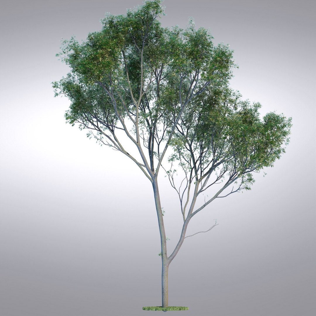 Hi Realistic Series Tree 3d Model