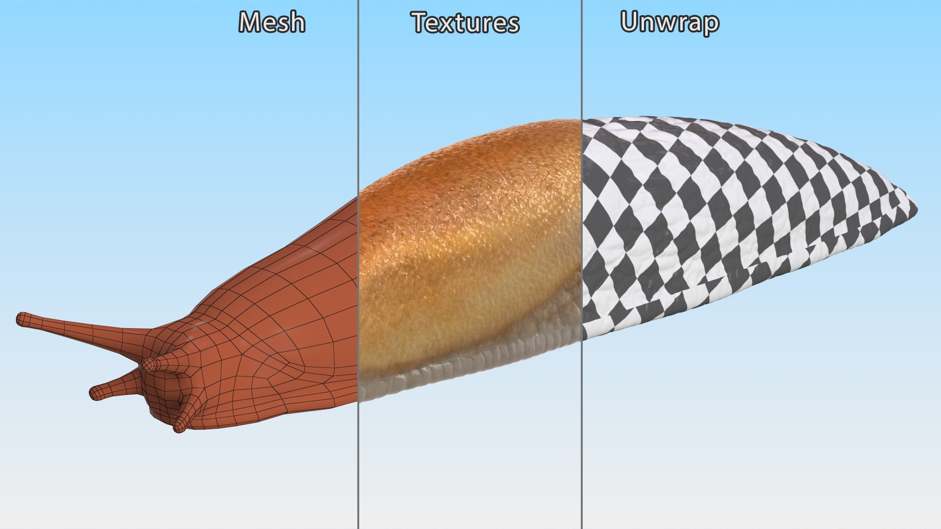 3D model Spanish Slug Rigged for Cinema 4D - TurboSquid 2018546