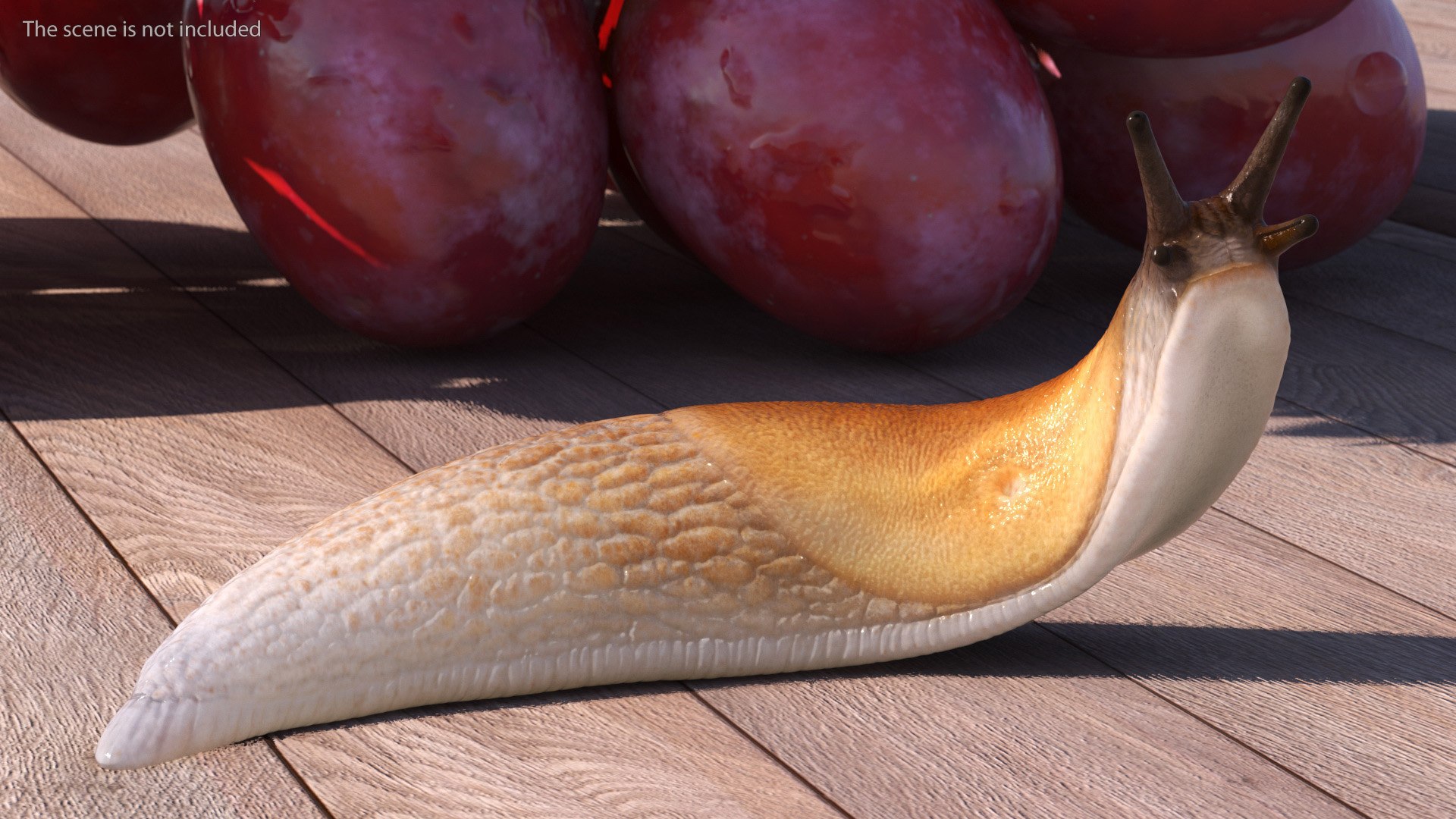 3D model Spanish Slug Rigged for Cinema 4D - TurboSquid 2018546