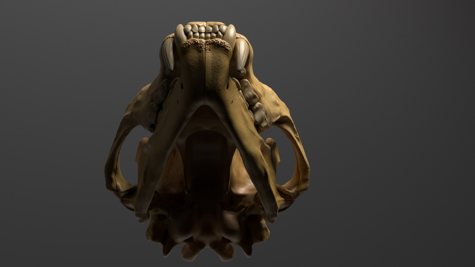 3D Lion Skull Model - TurboSquid 1780894