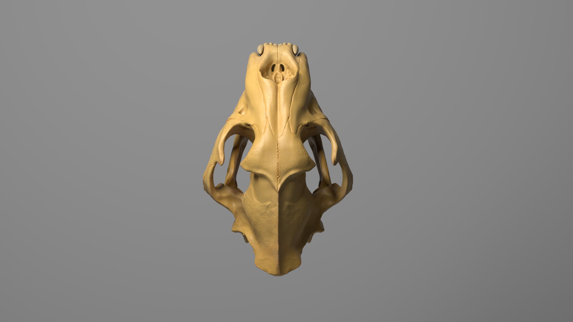3D Lion Skull Model - TurboSquid 1780894