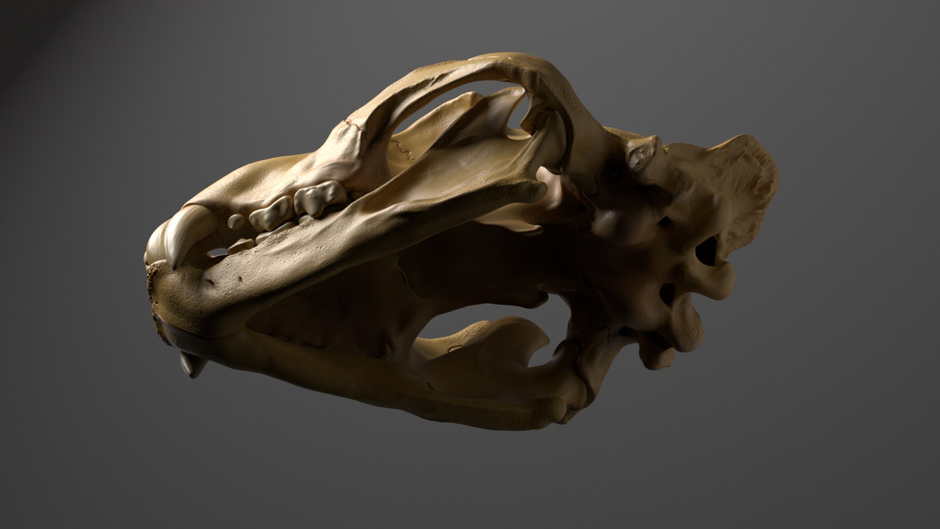 3D Lion Skull Model - TurboSquid 1780894