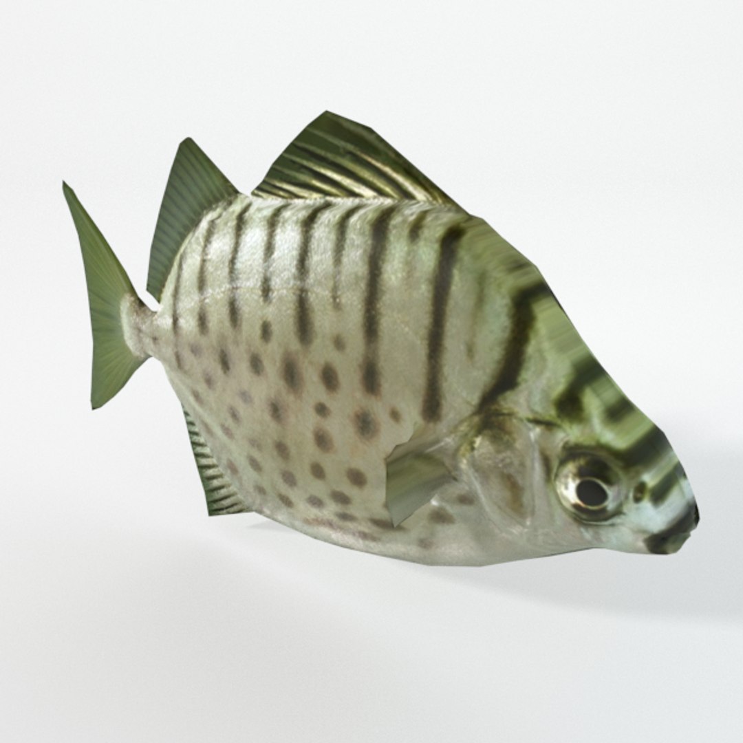 3D argus fish - TurboSquid 1318725